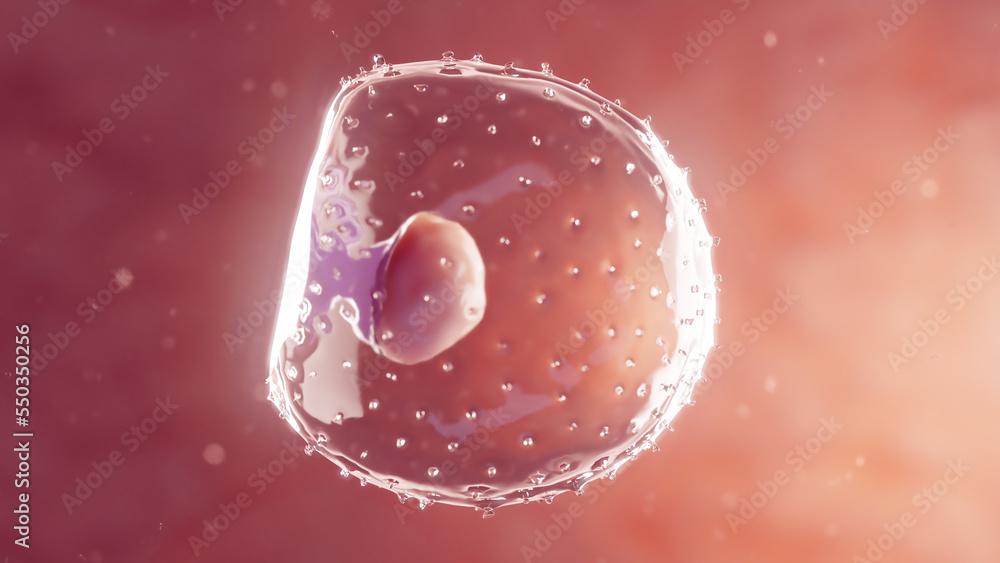 3d rendered medical illustration of an embryo at the first week of ...
