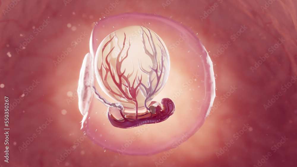3d rendered medical illustration of an embryo at 3 weeks of gestation ...
