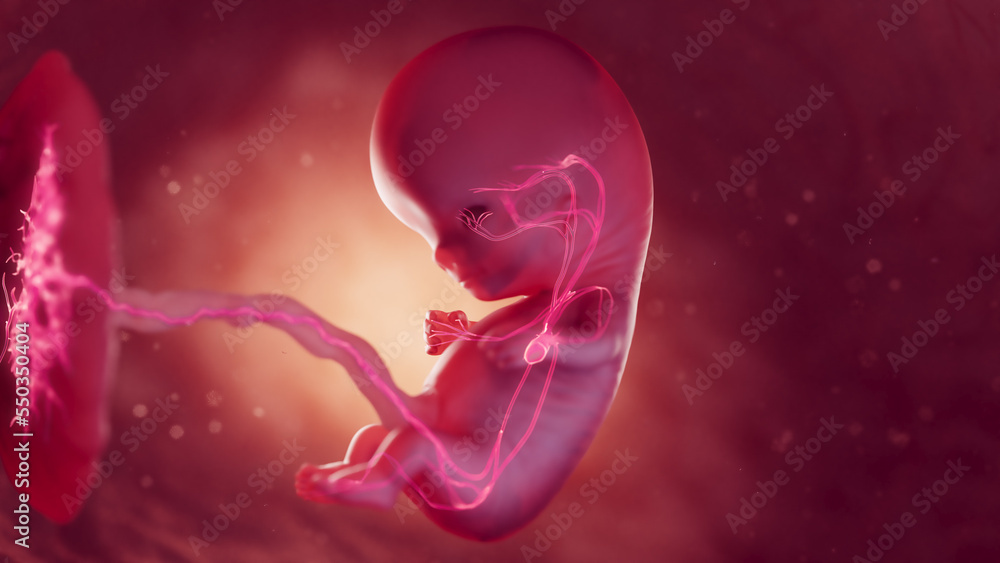3d rendered medical illustration of cardiovascular system of a fetus ...