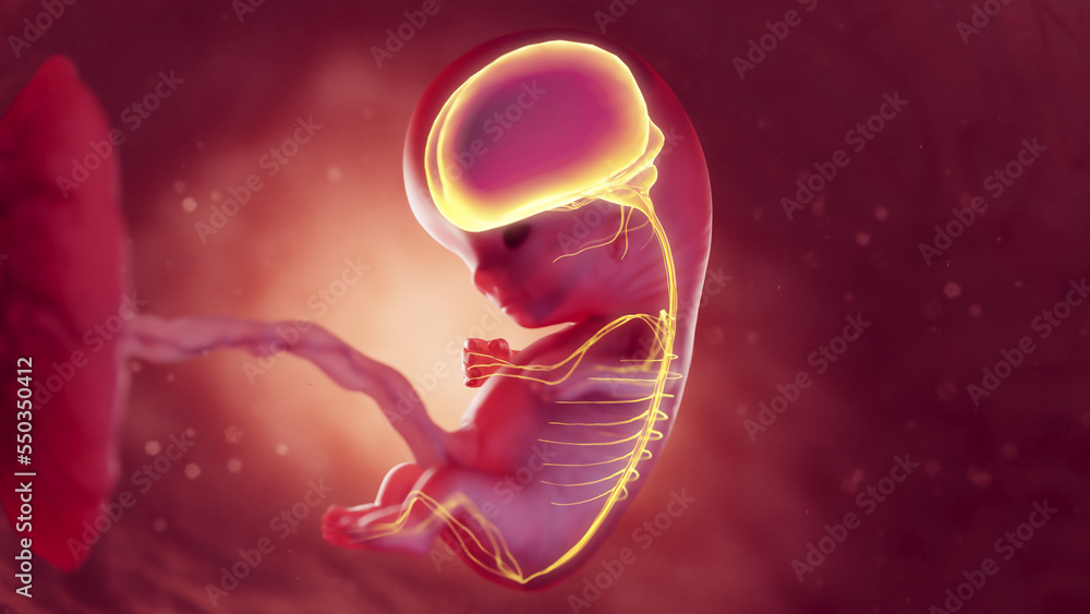 3d rendered medical illustration of nervous system of fetus at 10 weeks ...