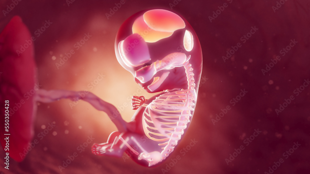 3d rendered medical illustration of organs of an embryo at 10 weeks ...