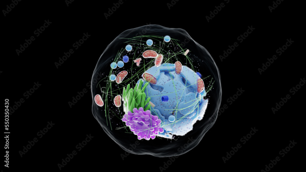 3d rendered medical illustration of the human cell Stock Illustration ...