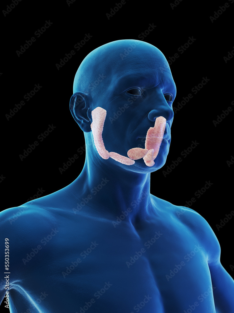 3d rendered medical illustration of salivary glands Stock Illustration ...