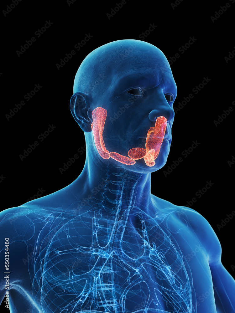 3d rendered medical illustration of salivary glands Stock Illustration ...