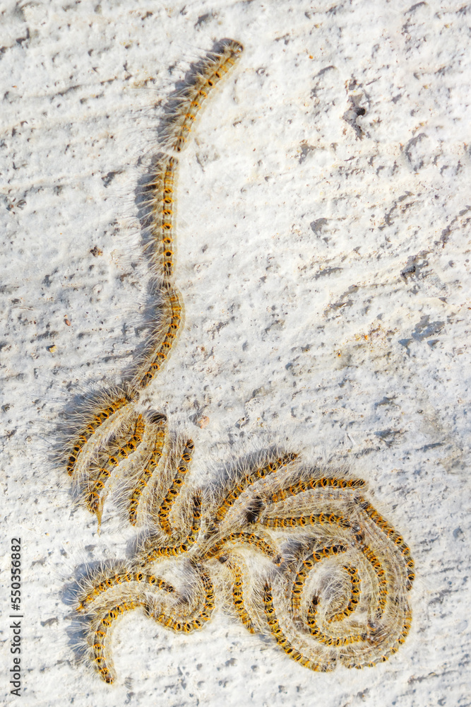 Swarm or procession larvas of Pine Processionary moth on gray concrete ...