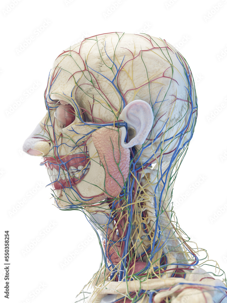 3d rendered medical illustration of organs of a man's face and neck ...