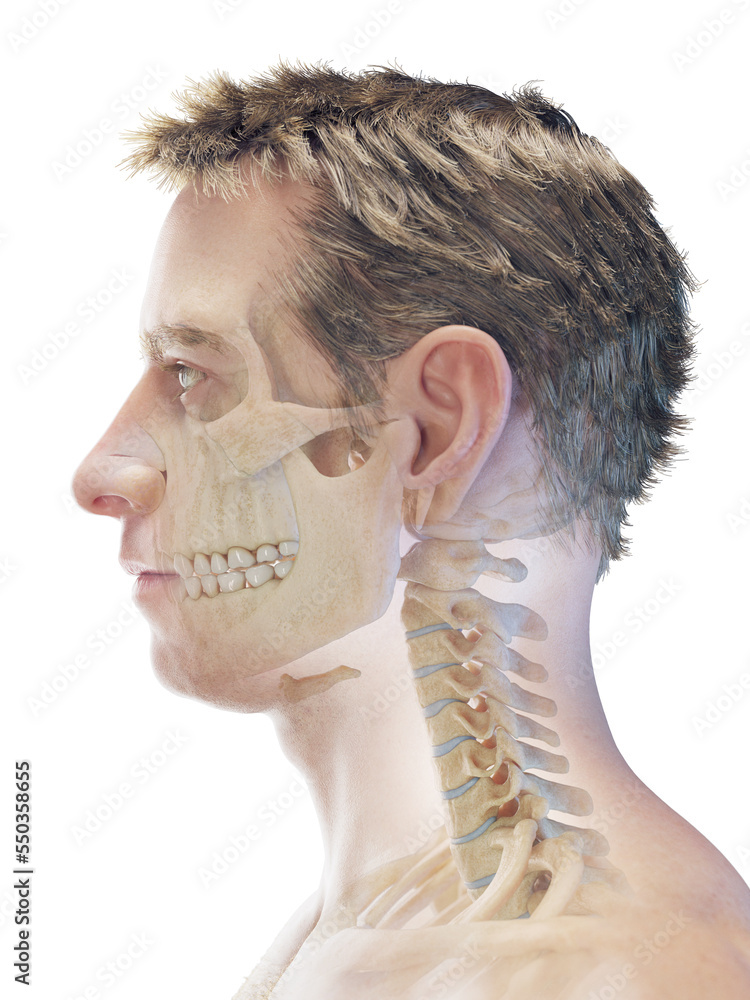 3d rendered medical illustration of bones of the head and neck Stock ...