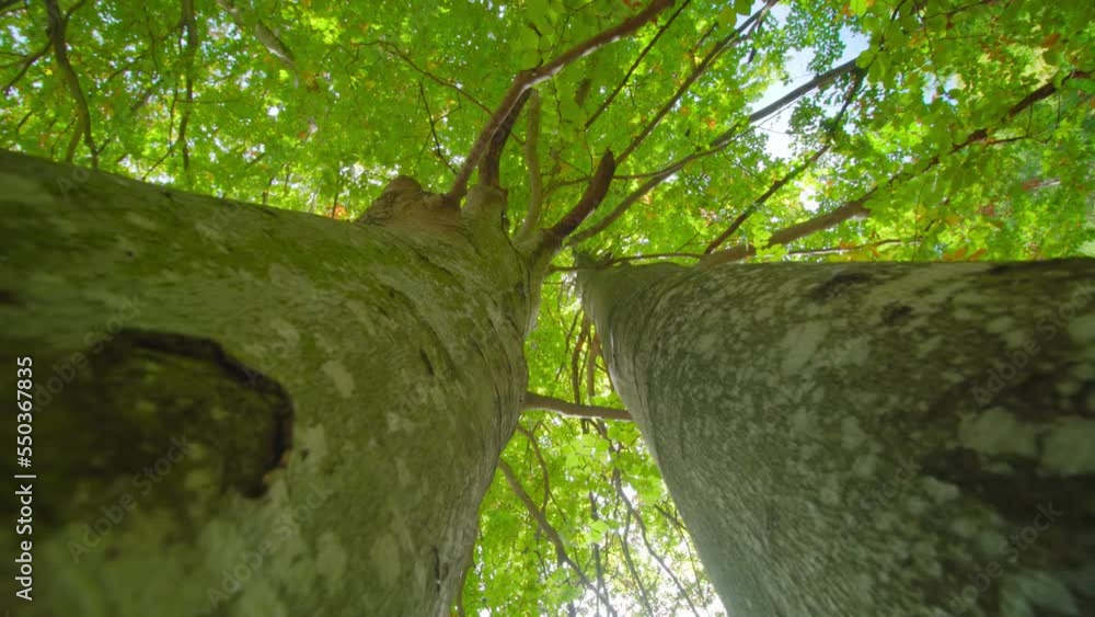 High trunks of birch trees with wide crowns of leaves on broad branches ...