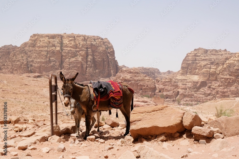 Donkey with decorative saddle is standing by information boards about ...