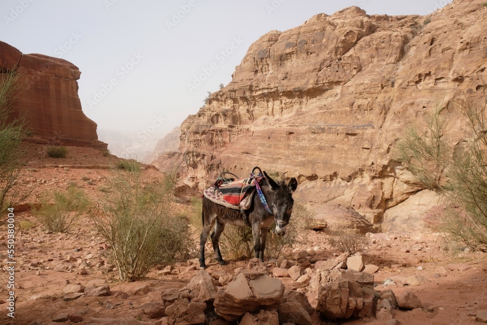 Donkey on tourist trail to High Place of Sacrifice in ancient Nabataean ...
