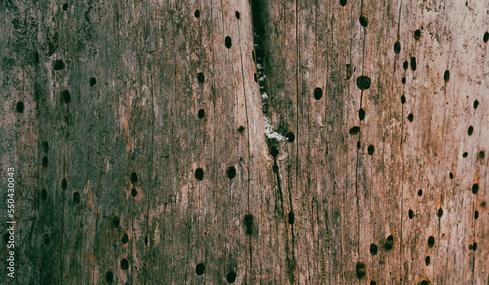 Woodworm made holes in trunk. Background of Old wooden trunk affected ...