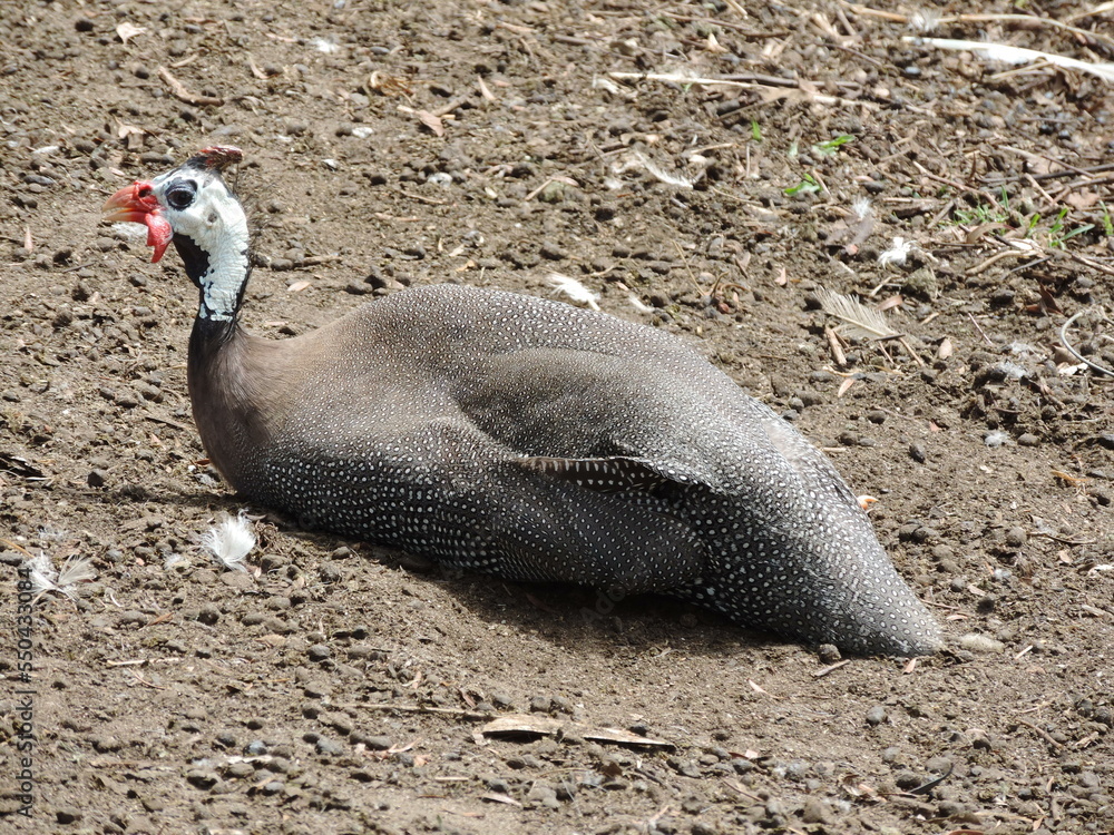 A galinha d'angola ou pintada comum é uma ave originária da África e ...