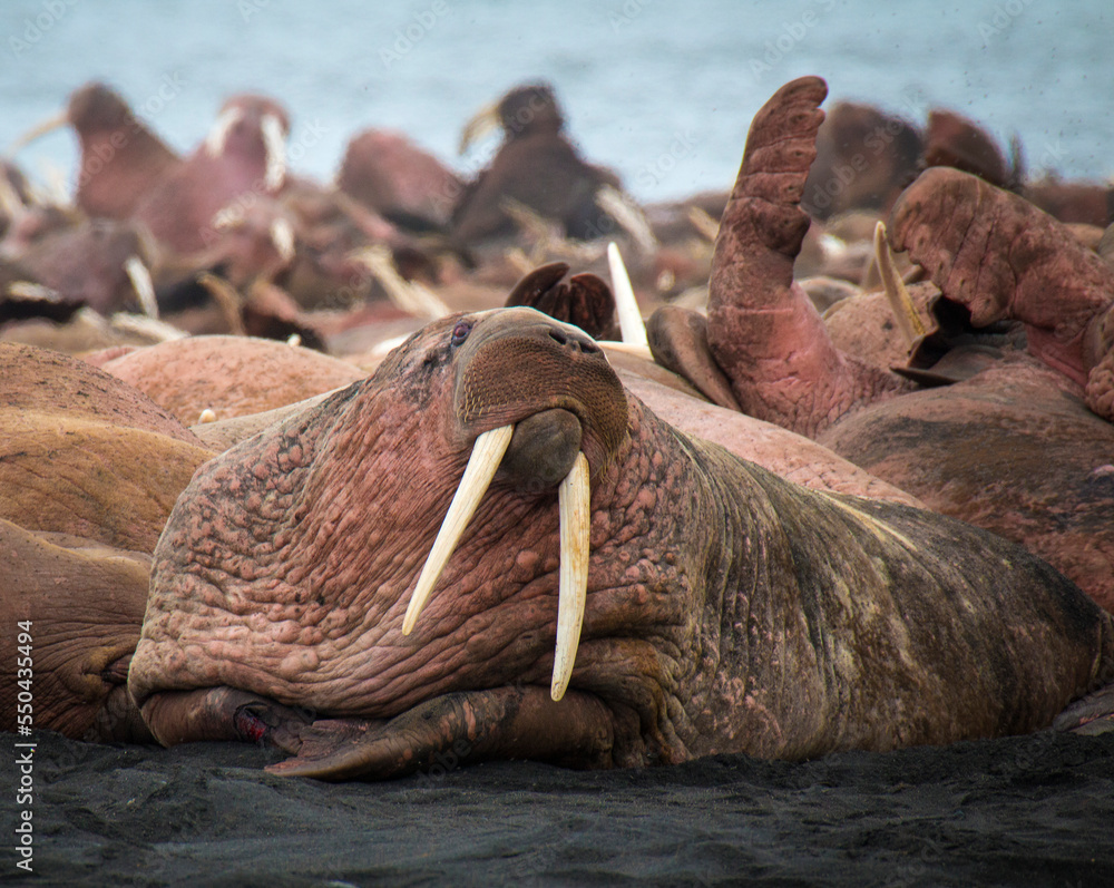 walrus closeup Stock Photo | Adobe Stock