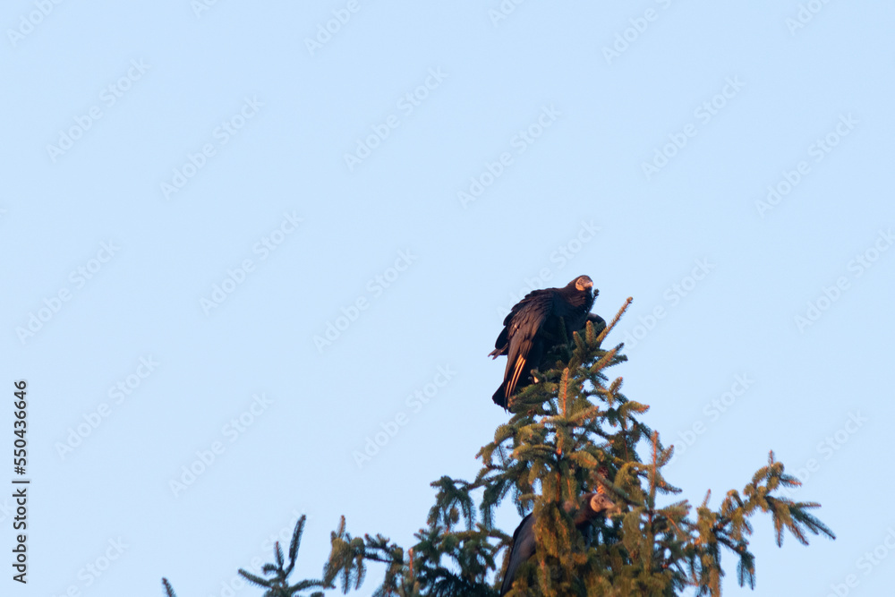 This turkey vulture is roosting on the top of this pine tree in the ...