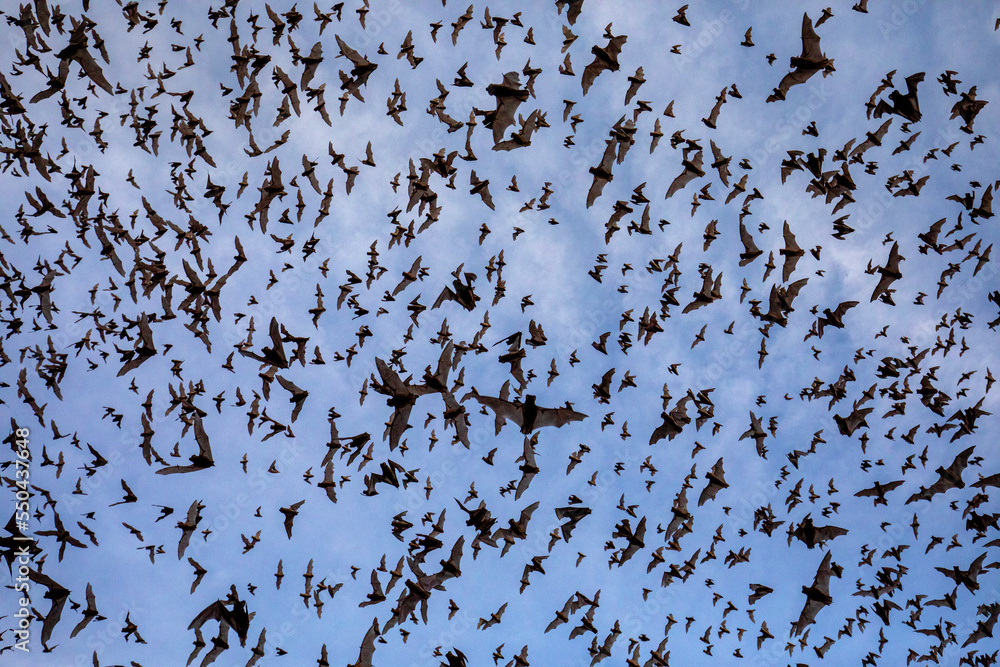 Mexican free-tailed bats emerging from Bracken Bat Cave, Texas. Stock ...