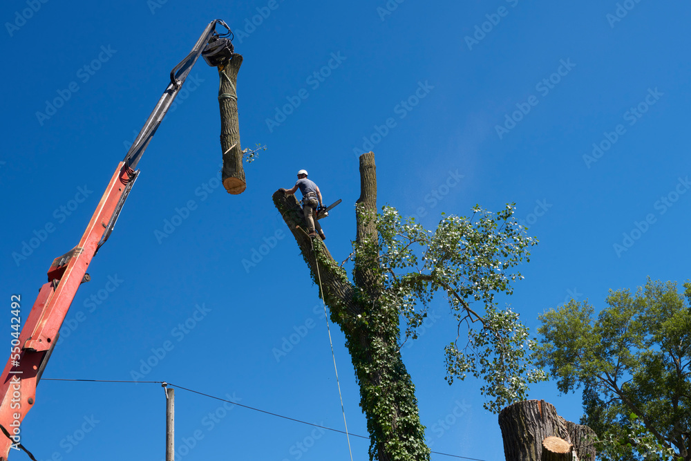Urban forestry and the dangerous process of tree removal Stock Photo ...