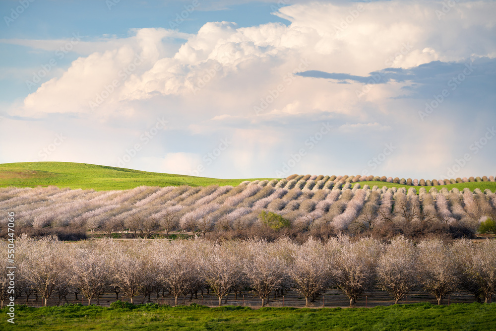 Almond orchards in full bloom, with green rolling hills, in California ...