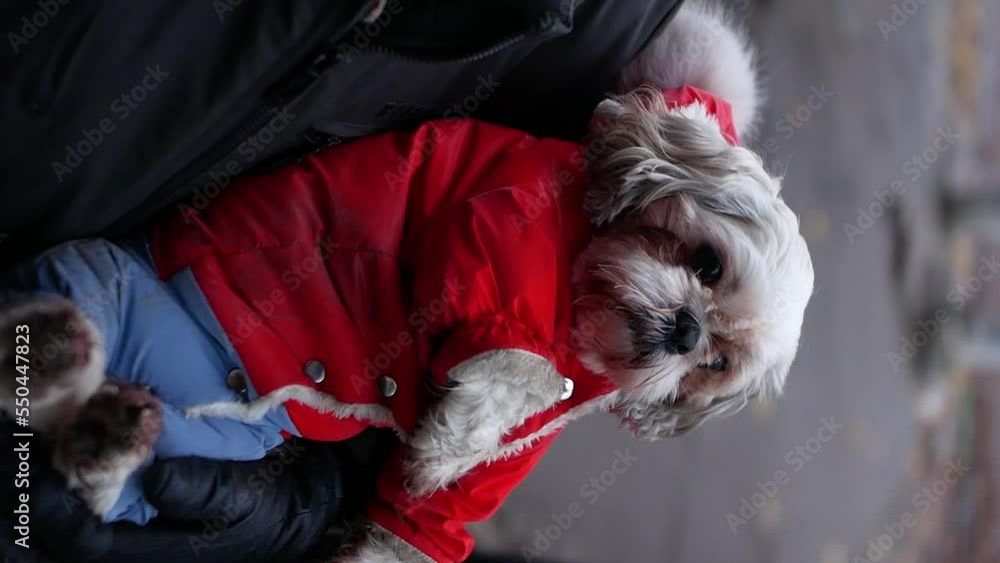 A small sad dog in a warm suit sits on the owner's arms and looks ...