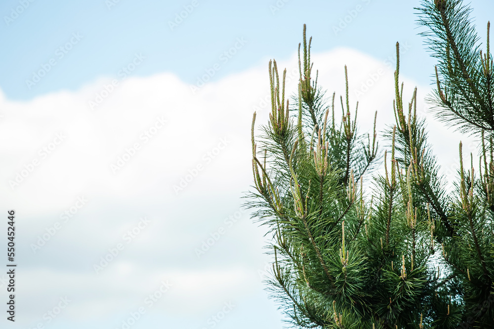 young green bump on branches of pine growing in forest. Male cones of a ...