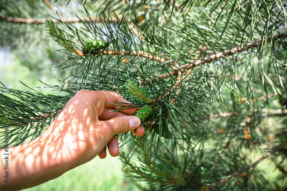young green bump on branches of pine growing in forest. Male cones of a ...
