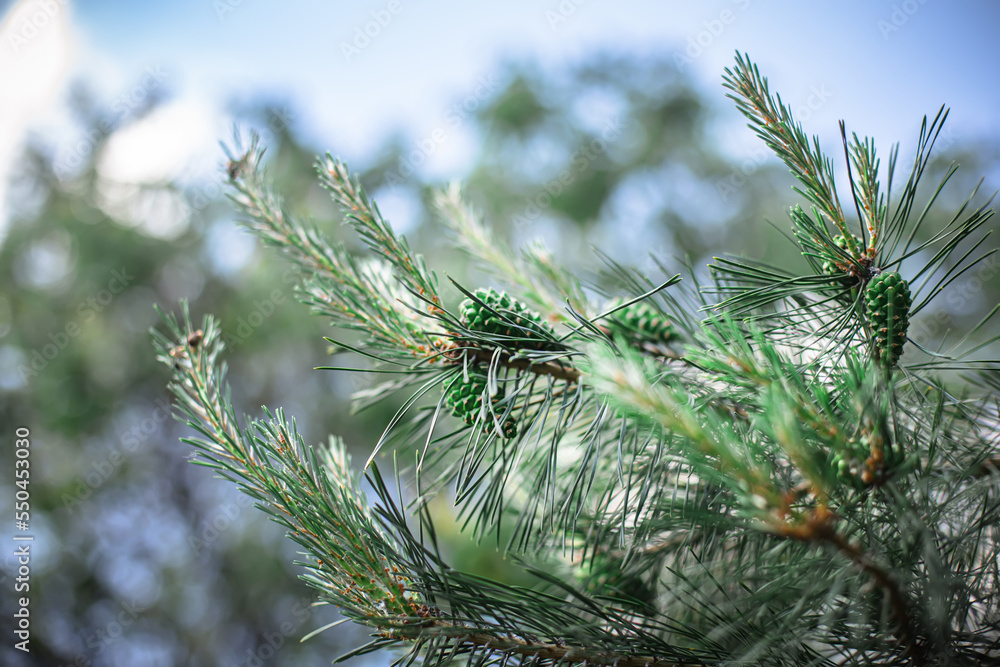 young green bump on branches of pine growing in forest. Male cones of a ...