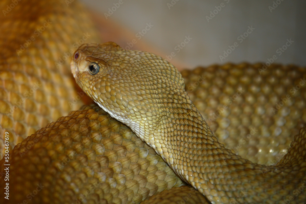 Basilisken-Klapperschlange / Mexican west coast rattlesnake / Crotalus ...