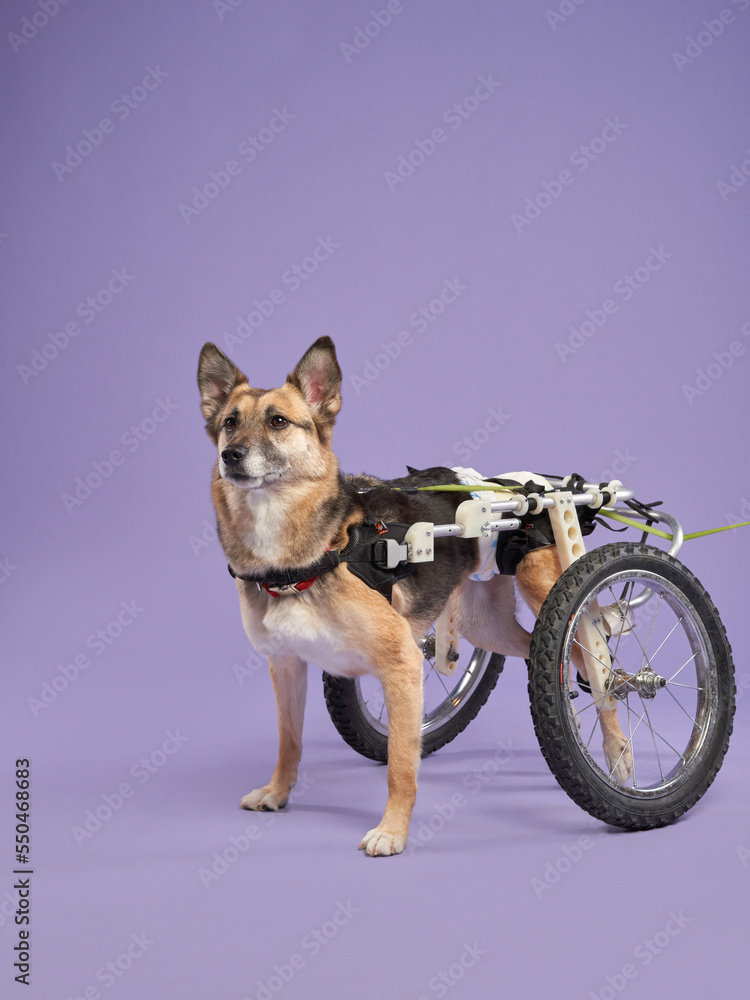 disabled dog on a purple background. Mix of breeds in a wheelchair. Pet ...