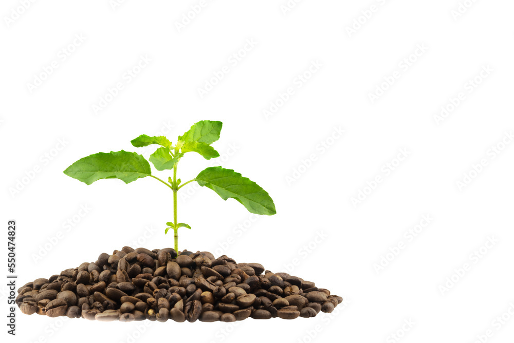 Coffee tree with coffee beans and ground on a white background Stock ...