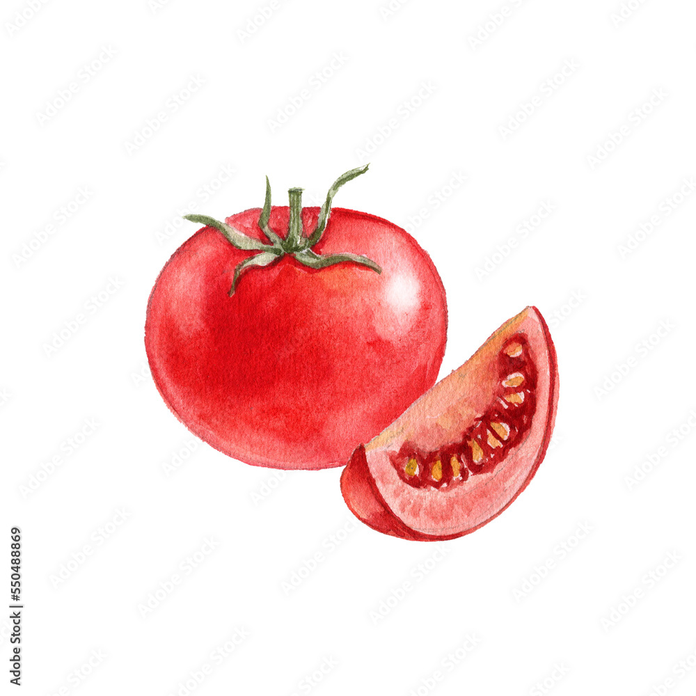 watercolor drawing red tomato isolated at white background, hand drawn ...