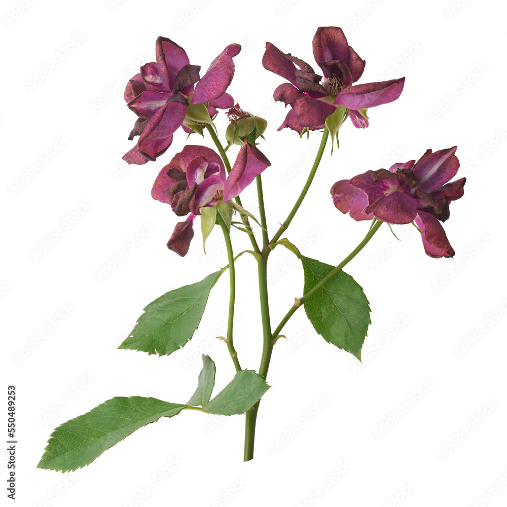 bunch of wilted red roses isolated on white background, wilting flowers ...