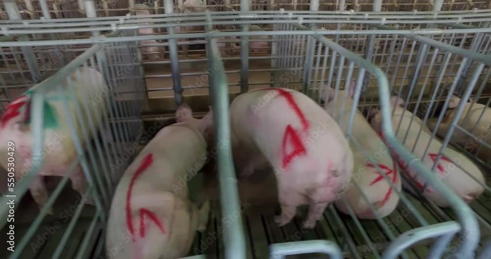 Pigs Raised As Livestock In Gestation Crates At Animal Production Farm ...