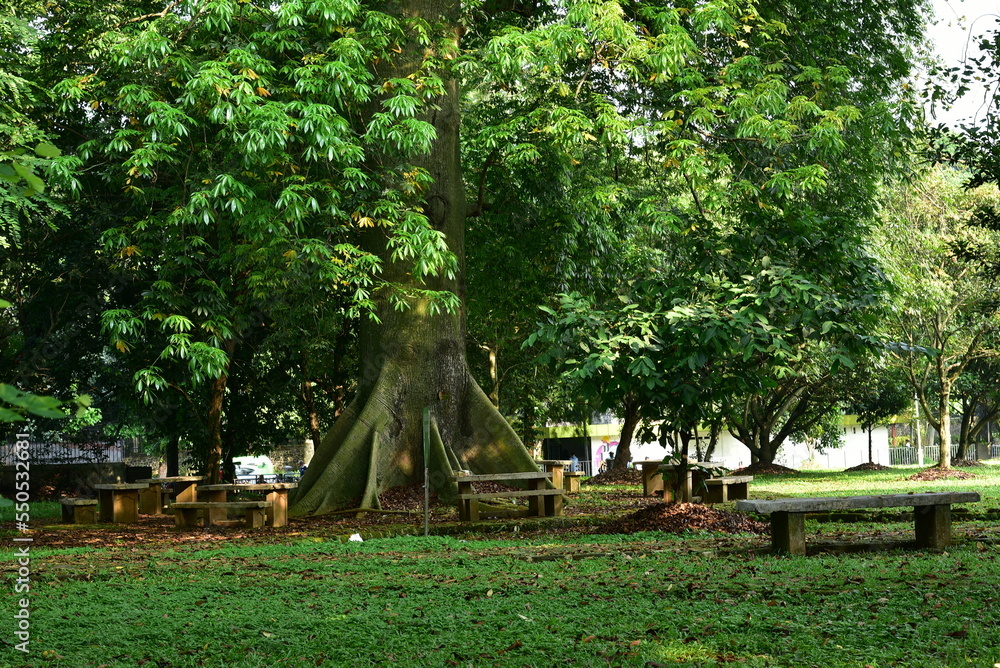 Ceiba pentandra is a tropical tree of the family Malvaceae. The tree is ...