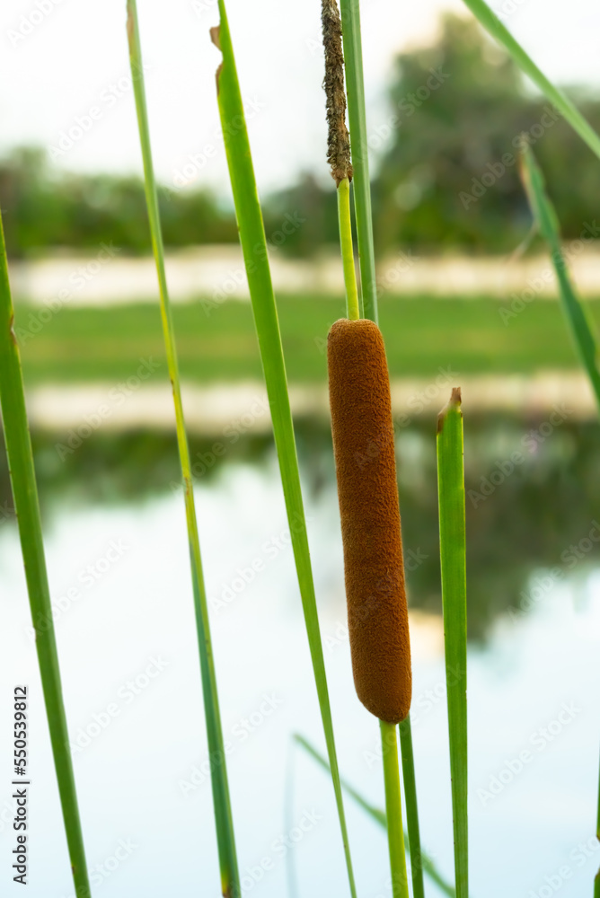 Cattail. Inflorescences brown, cylindrical. Cattail is a weed that ...