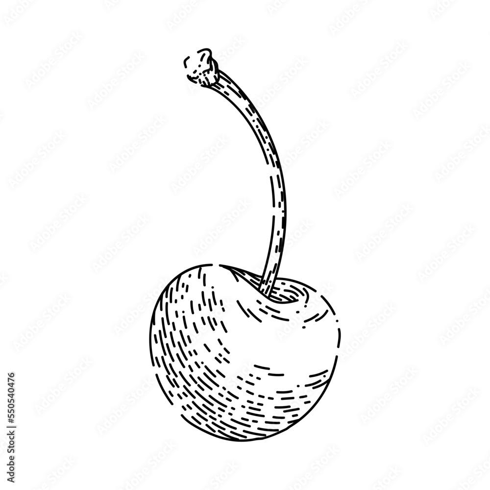 cherry red hand drawn vector. fruit sweet, berry top, ripe steam ...