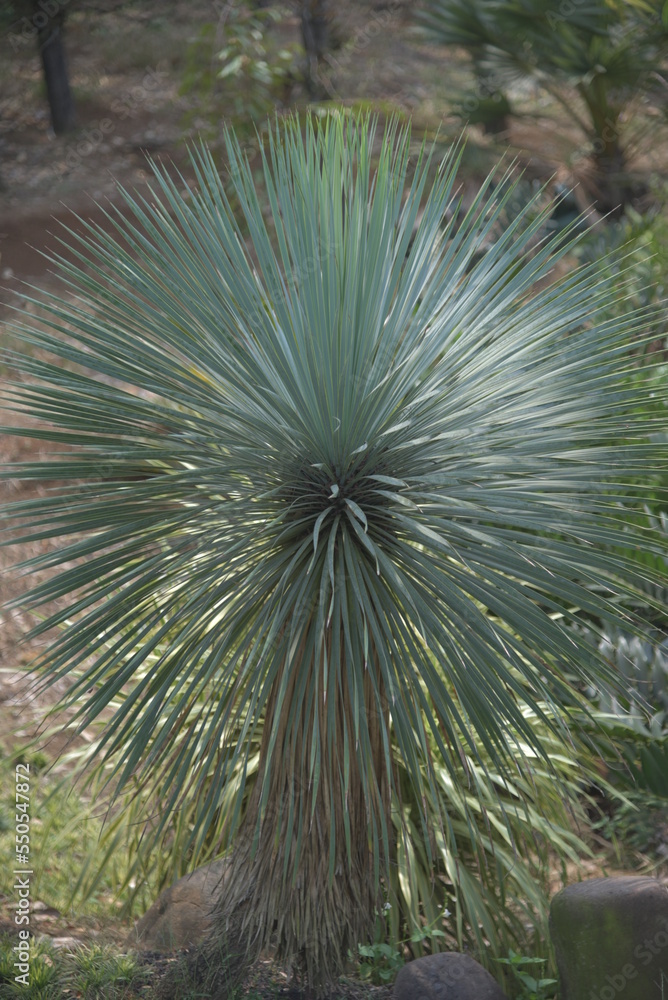 Yucca rostrata also called beaked yucca, is a tree like plant belonging ...