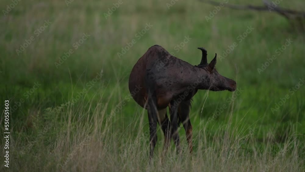 Tsessebe with young, Damaliscus lunatus, detail portrait of big brown ...