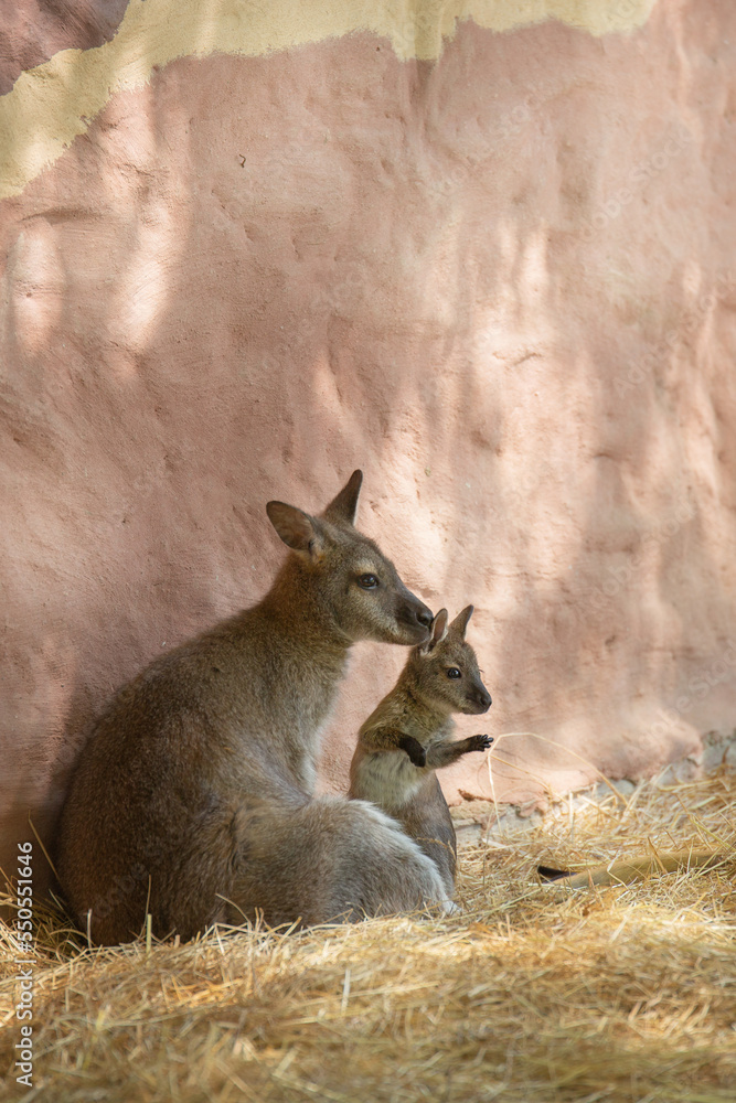 Kangaroo mother and baby kangaroo are sitting near the stone wall on ...
