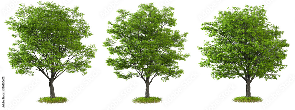 Nature green big tree cut out standing on grass transparent background ...