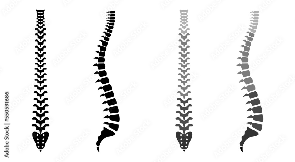 Human Spine Anatomy Vector Image. Backbone Icon set. Stock Vector ...