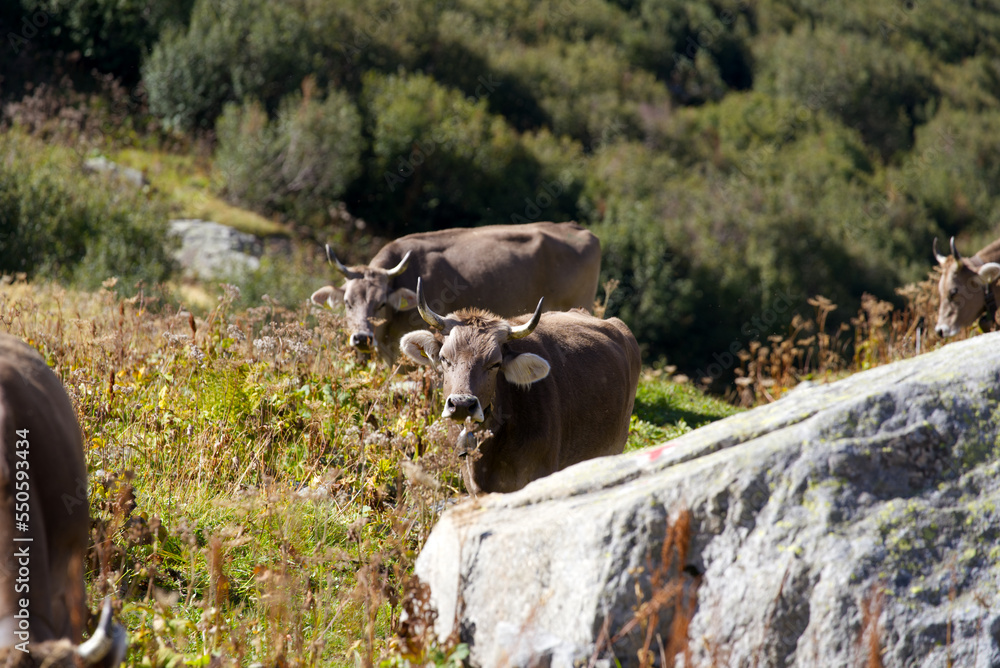 Dairy cow grazing at alp meadow of mountain hamlet of Gletsch, Canton ...
