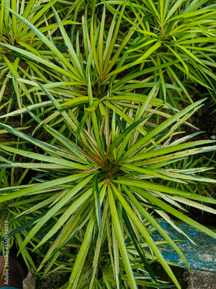 Osmoxylon lineare plant growing in the garden Stock Photo | Adobe Stock