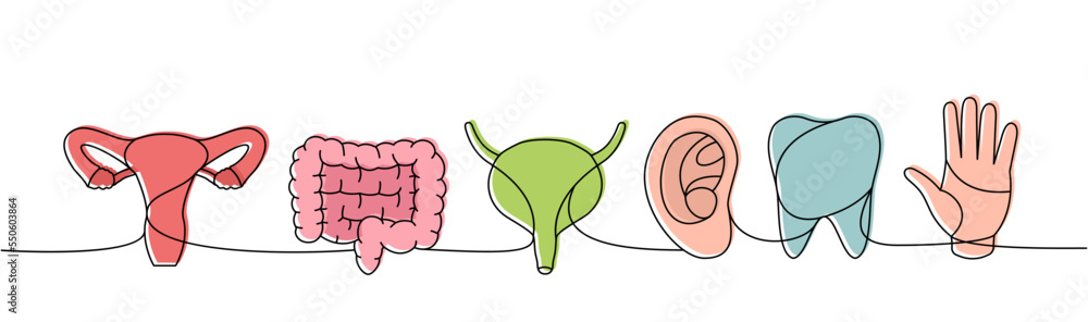 Set of human organ one line continuous drawing. Tooth, bladder ...