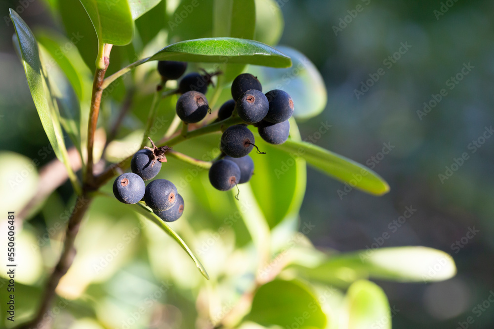 Fruit-bearing Rhaphiolepis indica. Evergreen shrub, multi-stemmed dwarf ...