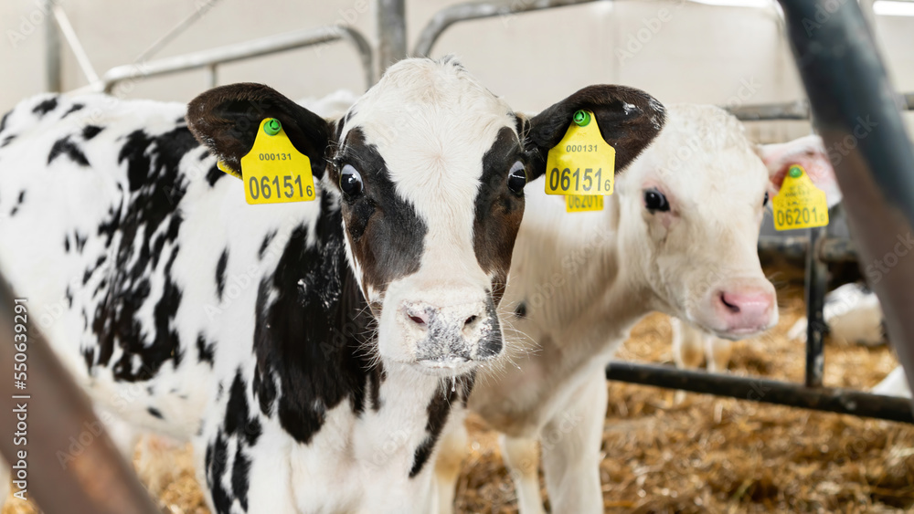 Newborn calf in a stall close-up on a dairy farm. Calf rearing on a ...