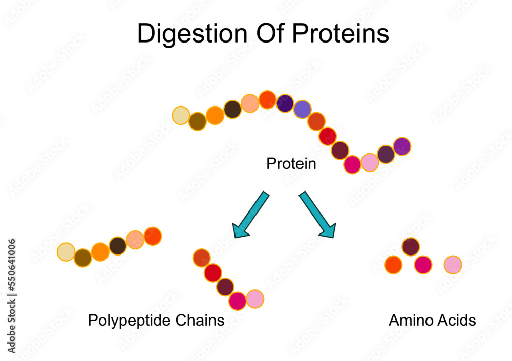 digestion of protein vector protein polypeptide chains amino acid Stock ...