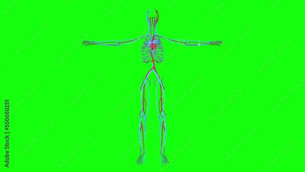 Human arterial and venous circulatory system, Medically accurate ...