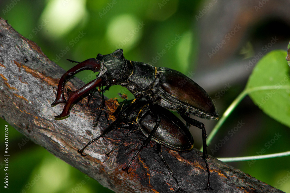 pair of stag beetles mate on tree, natural background with insect and ...