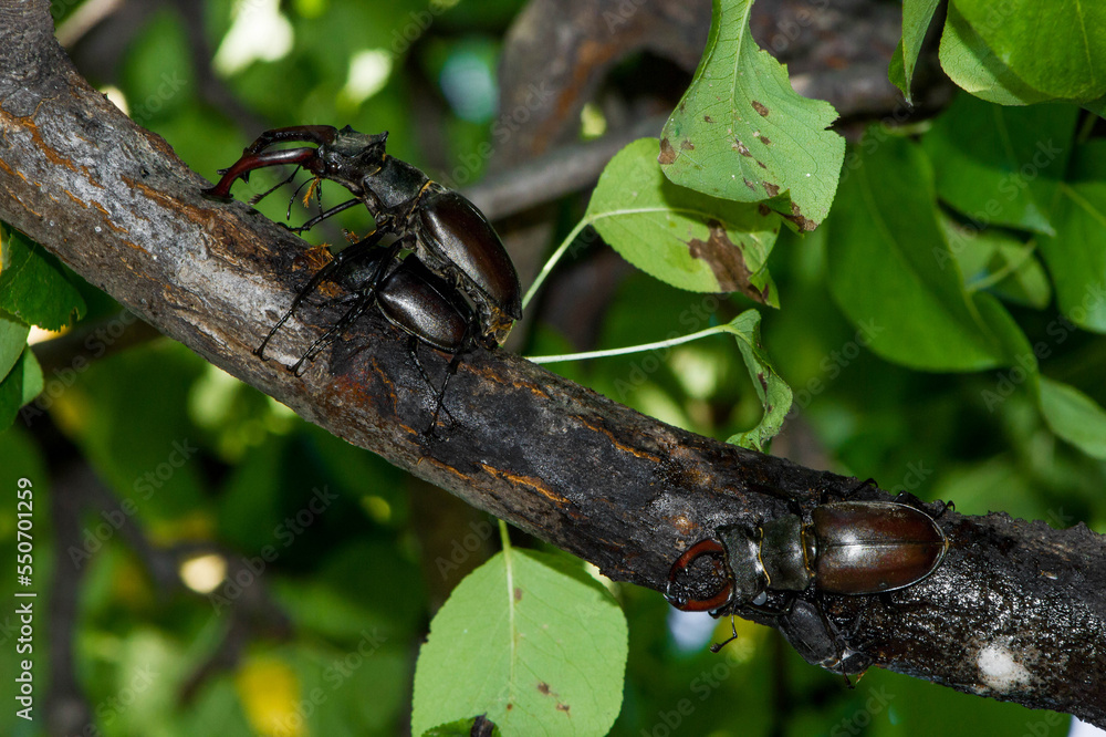 pair of stag beetles mate on tree, natural background with insect and ...