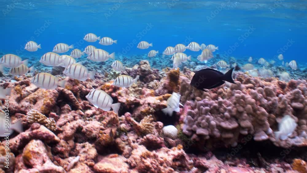 Video „Underwater shot moving towards a school of Convict Tang Fish ...