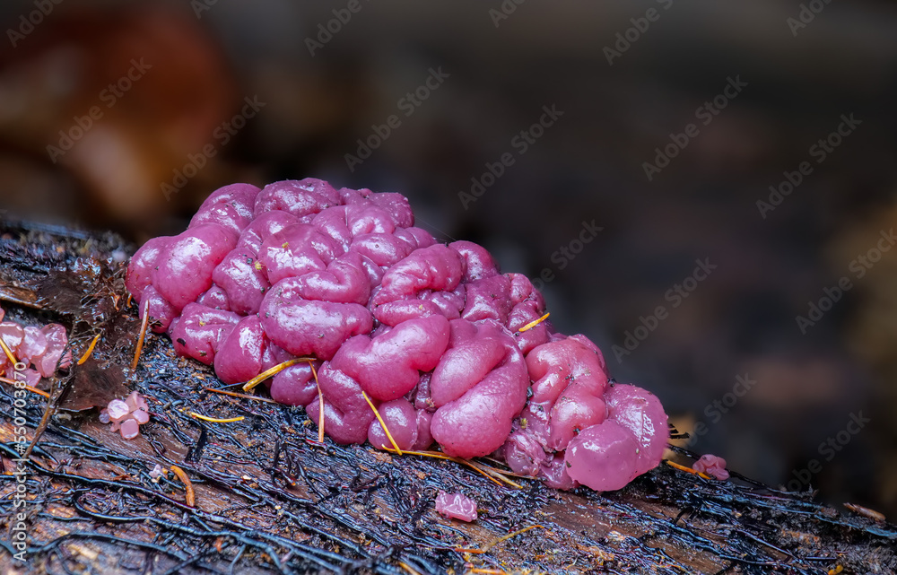 Fleischroter Gallertbecher (ASCOCORYNE SARCOIDES) Stock Photo | Adobe Stock